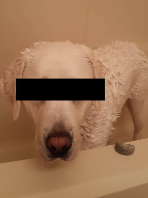 ShamPOOCH Bar with Oatmeal